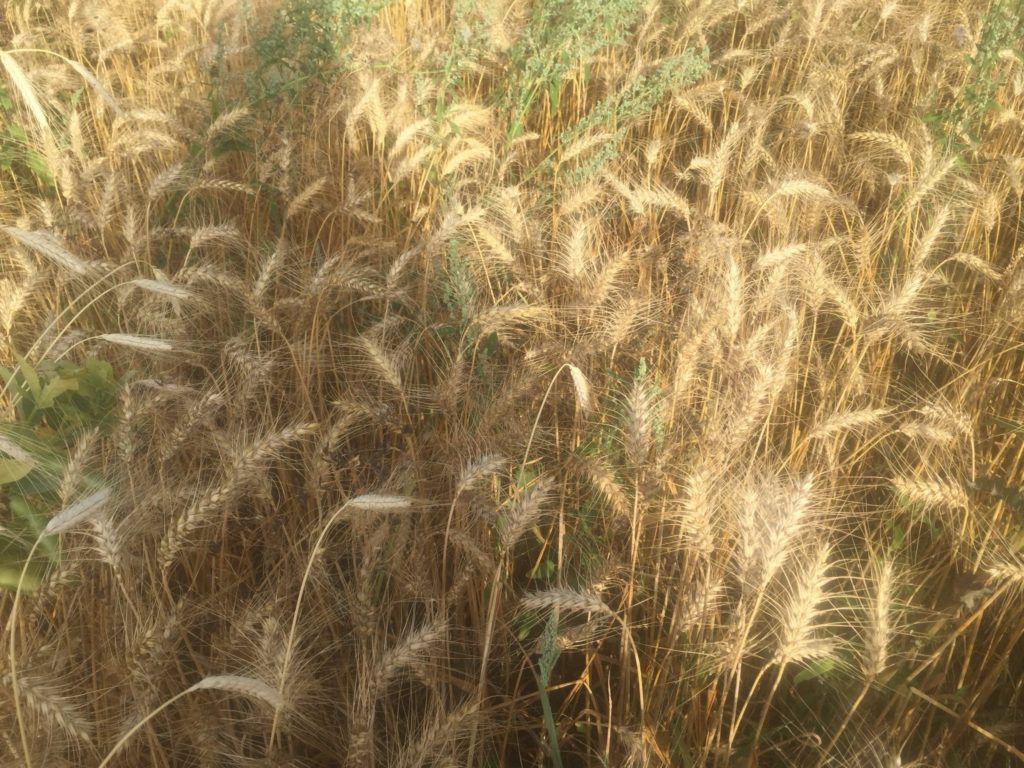 Gluten-arme farro of emmertarwe